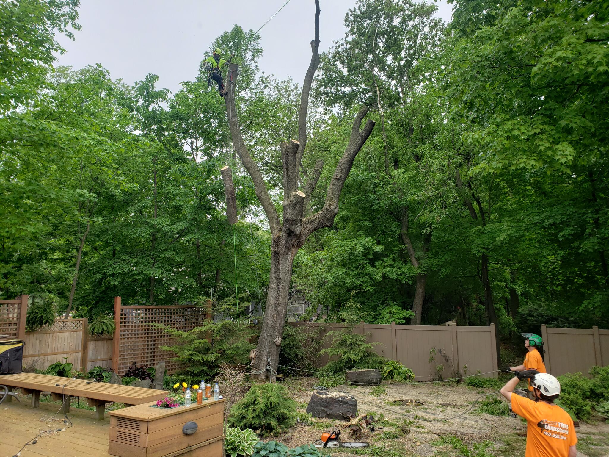 Jason The Tree Guy - 89 Recommendations - Minnetonka, MN - Nextdoor