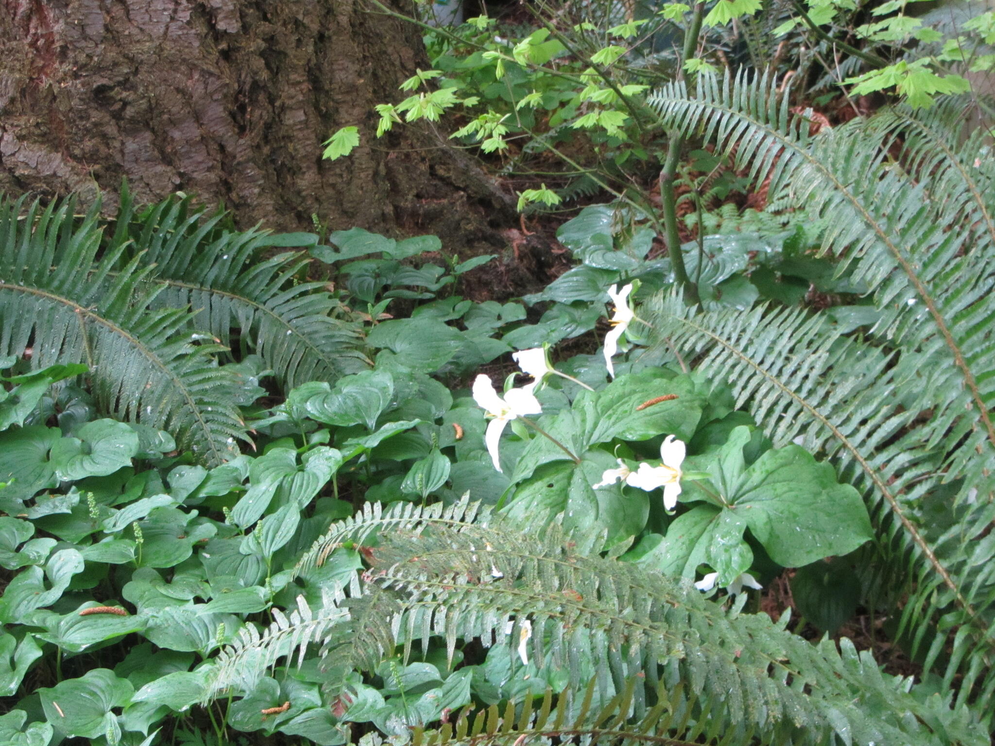 Salish Sea Native Plants - 6 Recommendations - Seattle, WA - Nextdoor