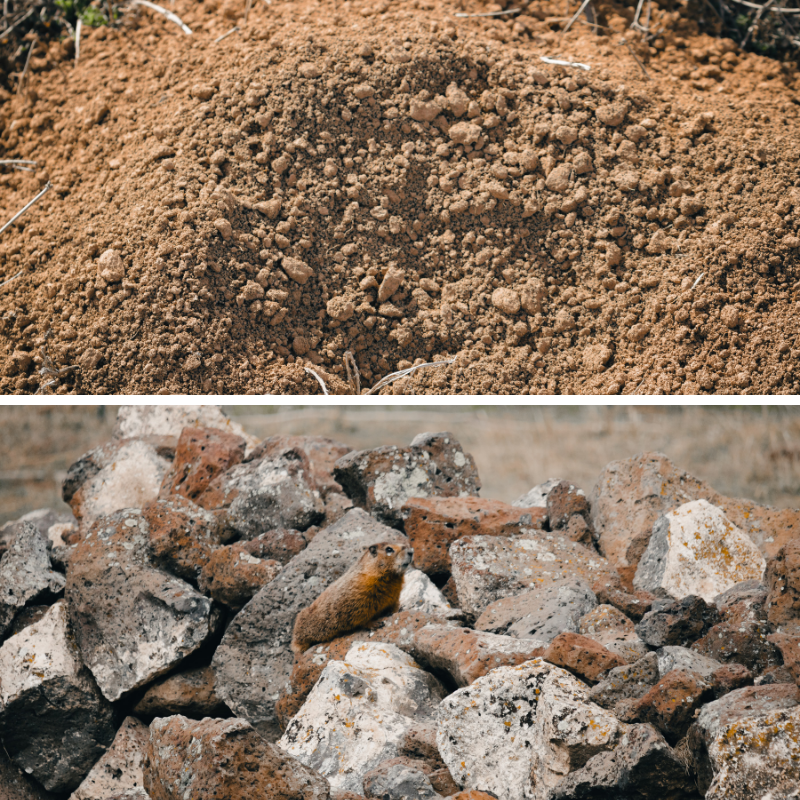 Gopher or Rock Chuck Problems? We Can Help! (Ada County) — Nextdoor ...