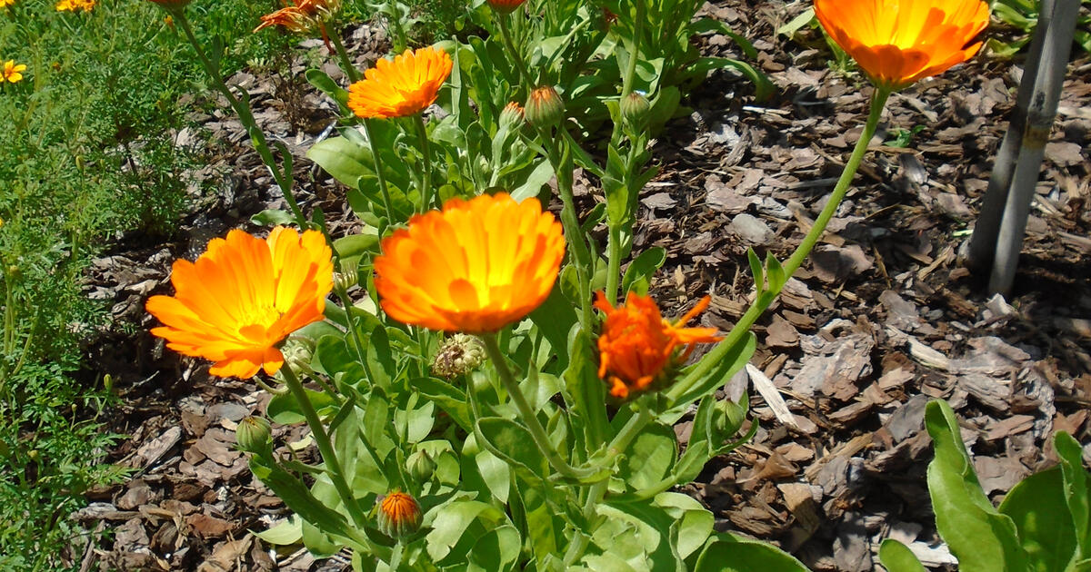 Calendula 'Alpha' (Calendula officinalis) for $3 in Greensboro, NC ...