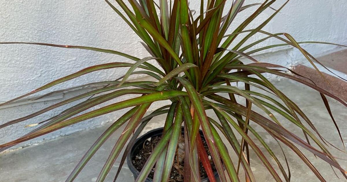 $12 · Dracaena palm dragon tree houseplant plant — Nextdoor