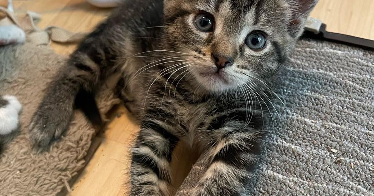 Free · Two Kittens Need home ASAP — Nextdoor