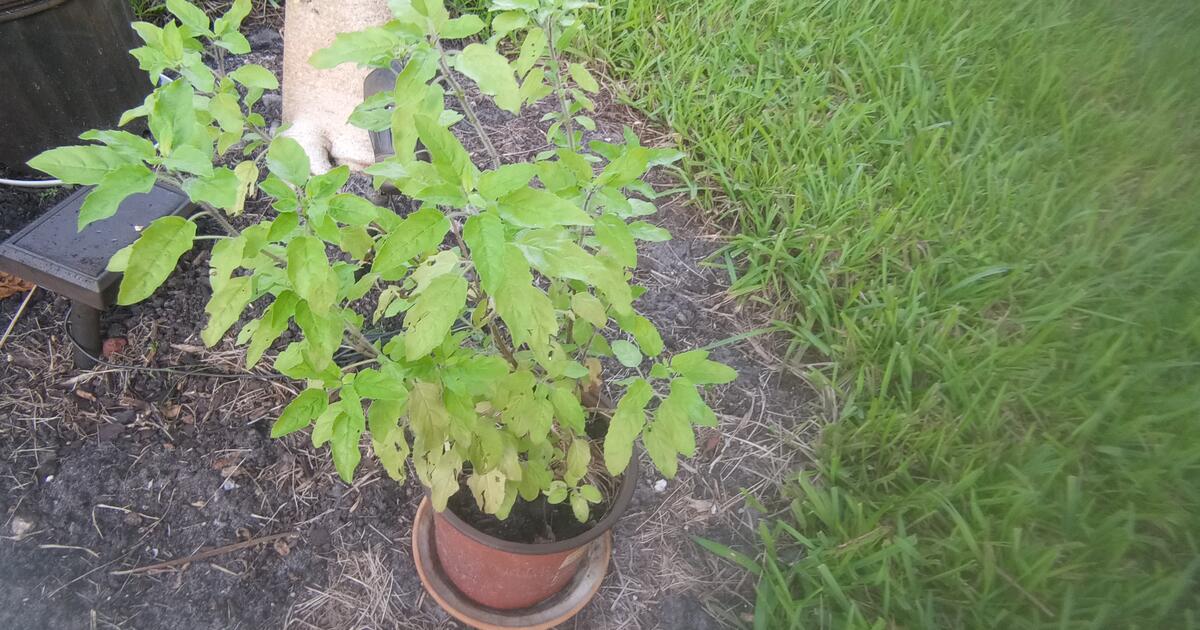 Tulsi Plant for $8 in Plantation, FL | Finds — Nextdoor